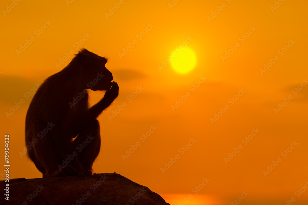 Baby monkey silhouette at beautiful sunset in mountains Stock Photo ...