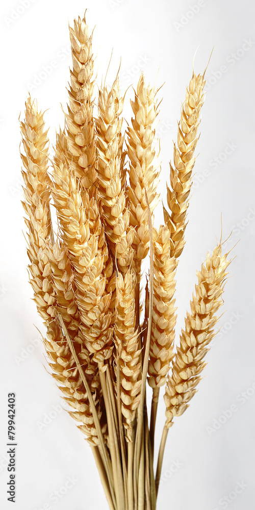 Foto Stock spighe di grano | Adobe Stock