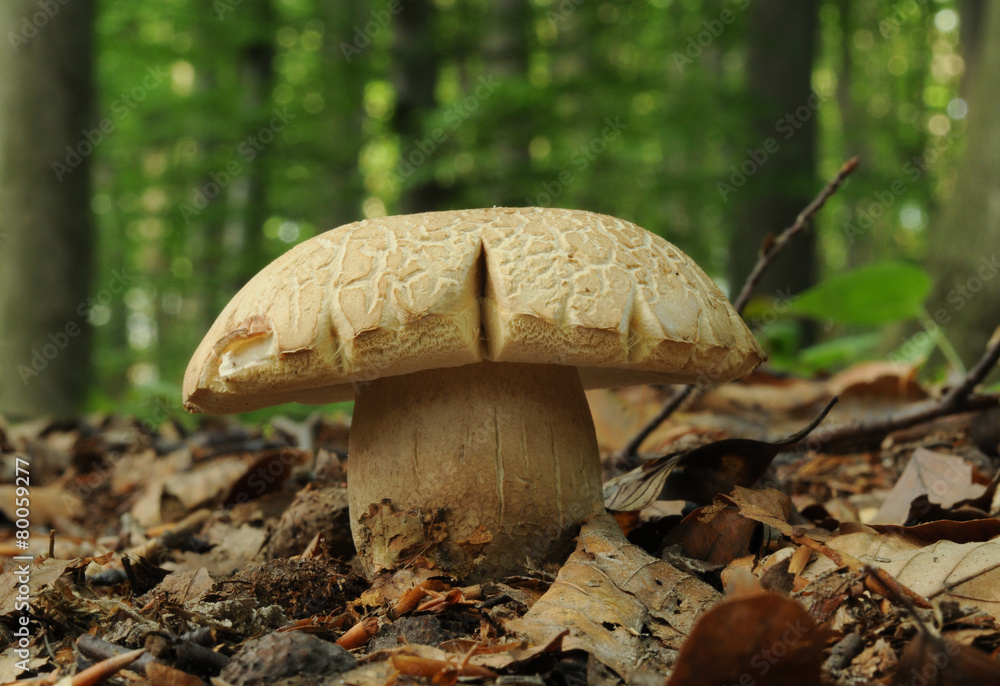 Boletus reticulatus (formerly known as Boletus aestivalis) Stock Photo ...