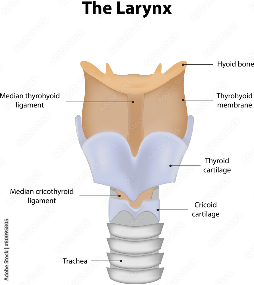 The Larynx Labeled Diagram Stock Vector | Adobe Stock