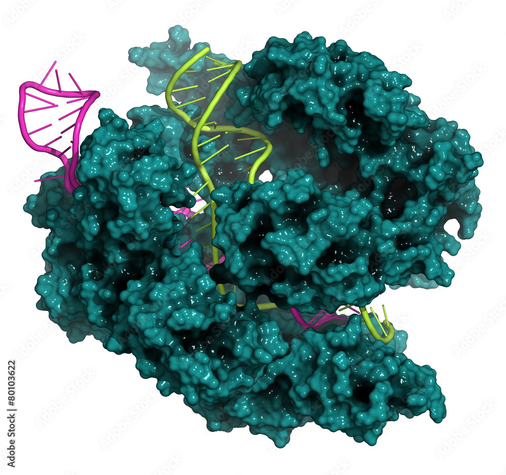 CRISPR-CAS9 gene editing complex from Streptococcus pyogenes. Stock ...