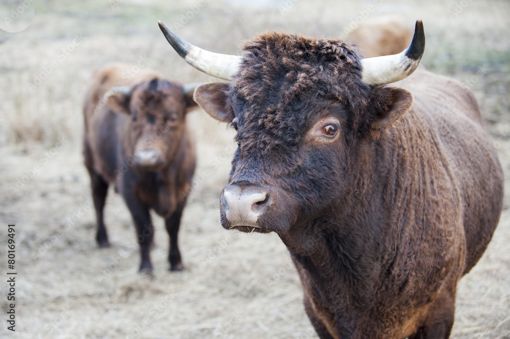 Cows in pasture Stock Photo | Adobe Stock