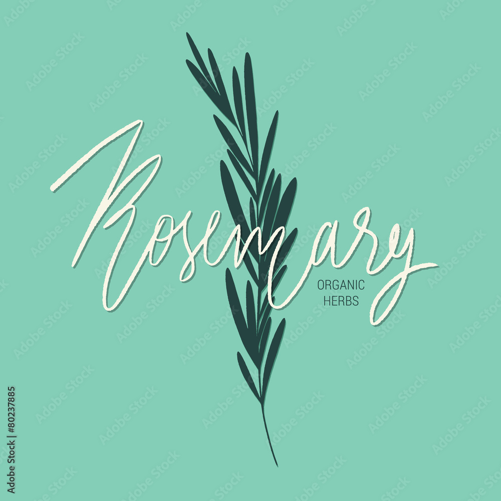 Hand drawn vector rosemary illustration with hand lettering Stock ...