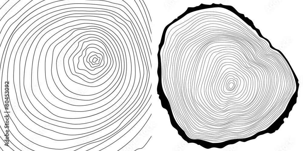 Illustration of Tree Log Cross-Section with Detailed Growth Rings ...