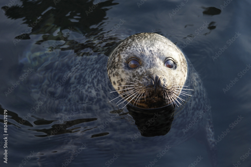 Seehund im Wasser Stock Photo | Adobe Stock