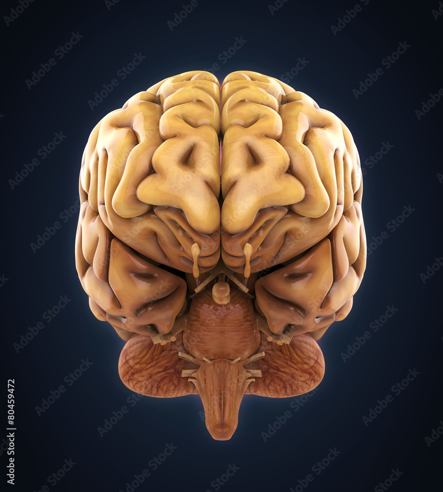 Human Brain Anatomy Stock Illustration | Adobe Stock