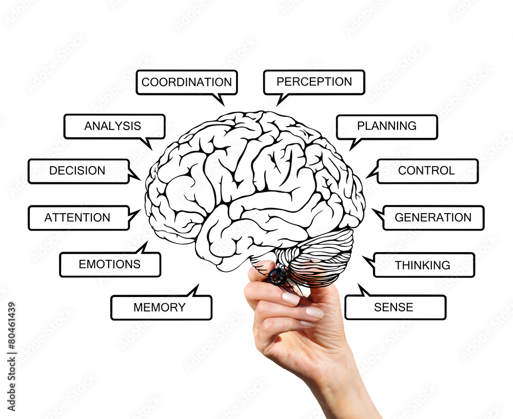 Diagram of brain functions Stock Photo | Adobe Stock