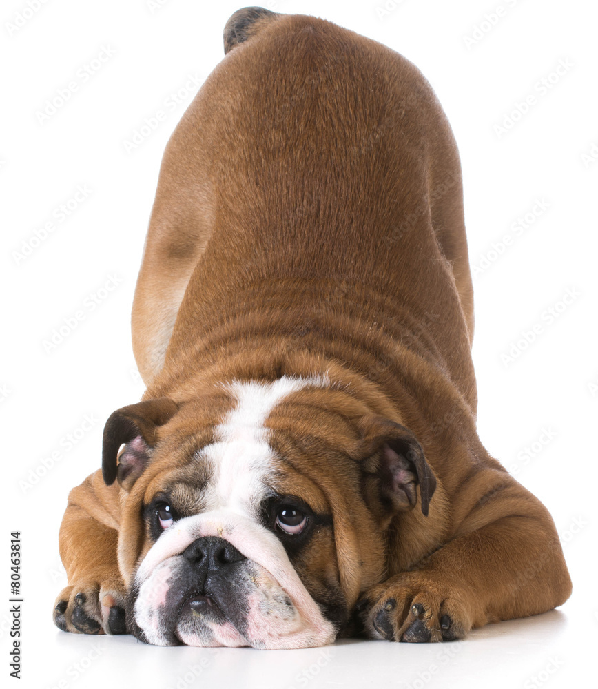 dog bowing Stock-Foto | Adobe Stock