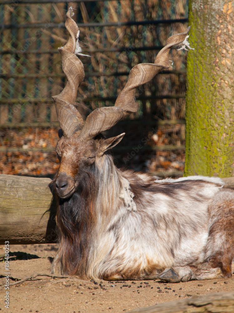 Markhor Antelope