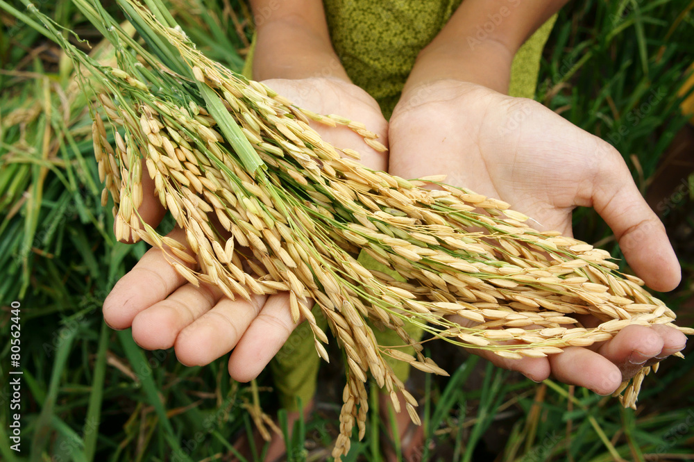 World food security, famine, Asia rice field Stock Photo | Adobe Stock