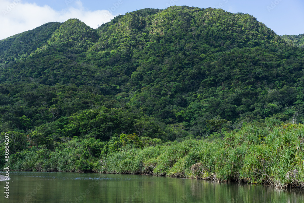 Mangrove forest swamp and stream with spectacular rainforest background ...