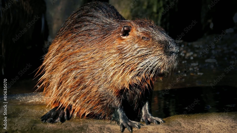 Video Stock Beaver Next To Lake With Sun Shimmering Off Coat | Adobe Stock