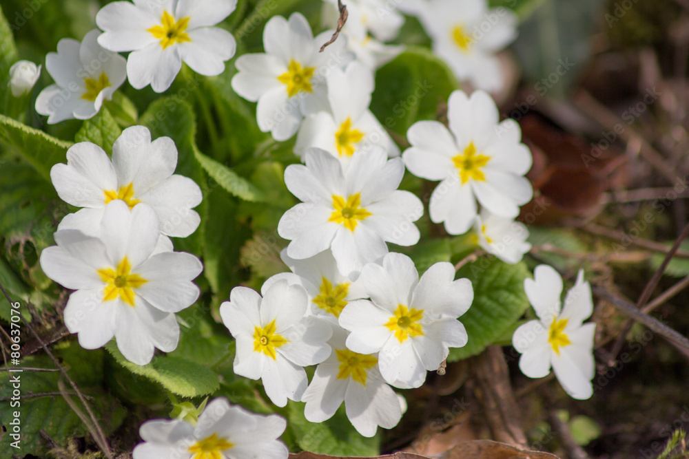 Primeln im Frühjahr Stock-Foto | Adobe Stock