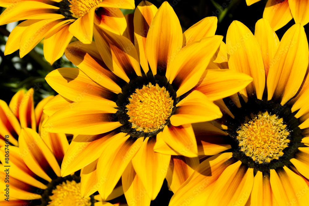 margherite gialle Stock Photo | Adobe Stock