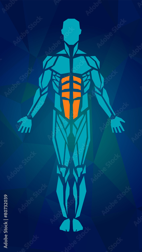 Polygonal anatomy of male muscular system. Human muscle vector Stock ...