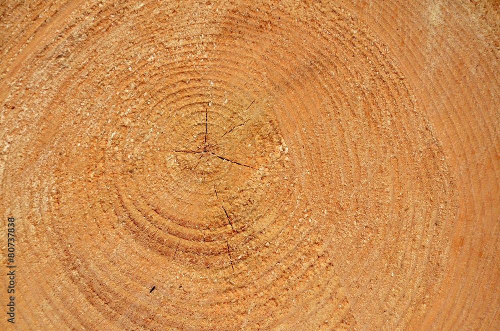 holz Stock-Foto | Adobe Stock