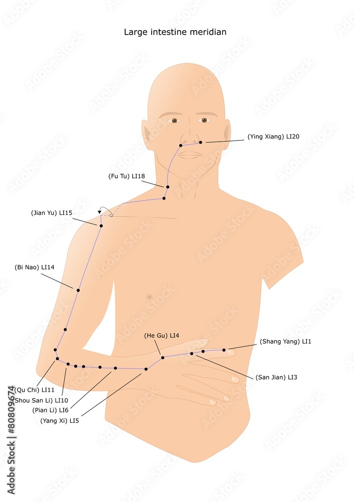 agopuntura: meridiano dell'intestino crasso Stock-Vektorgrafik | Adobe ...