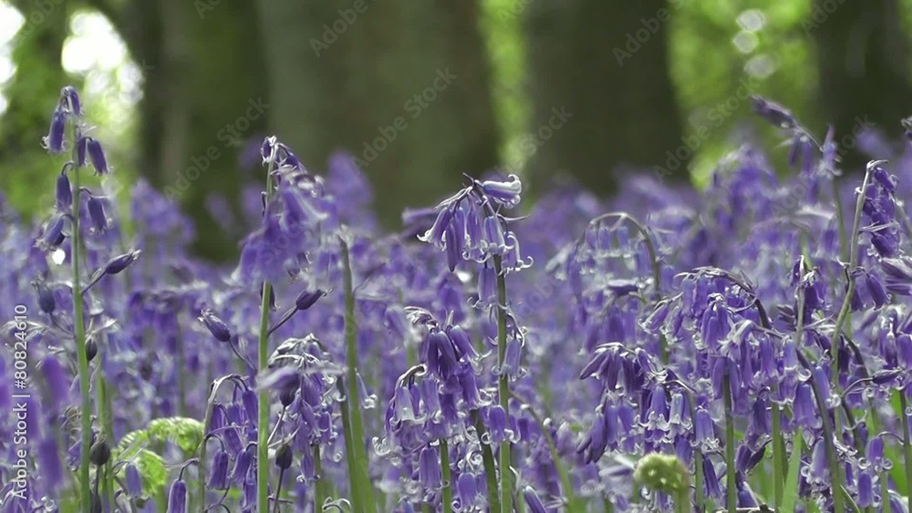Wild flowering Spring Bluebells in an English Woodland Stock Video ...