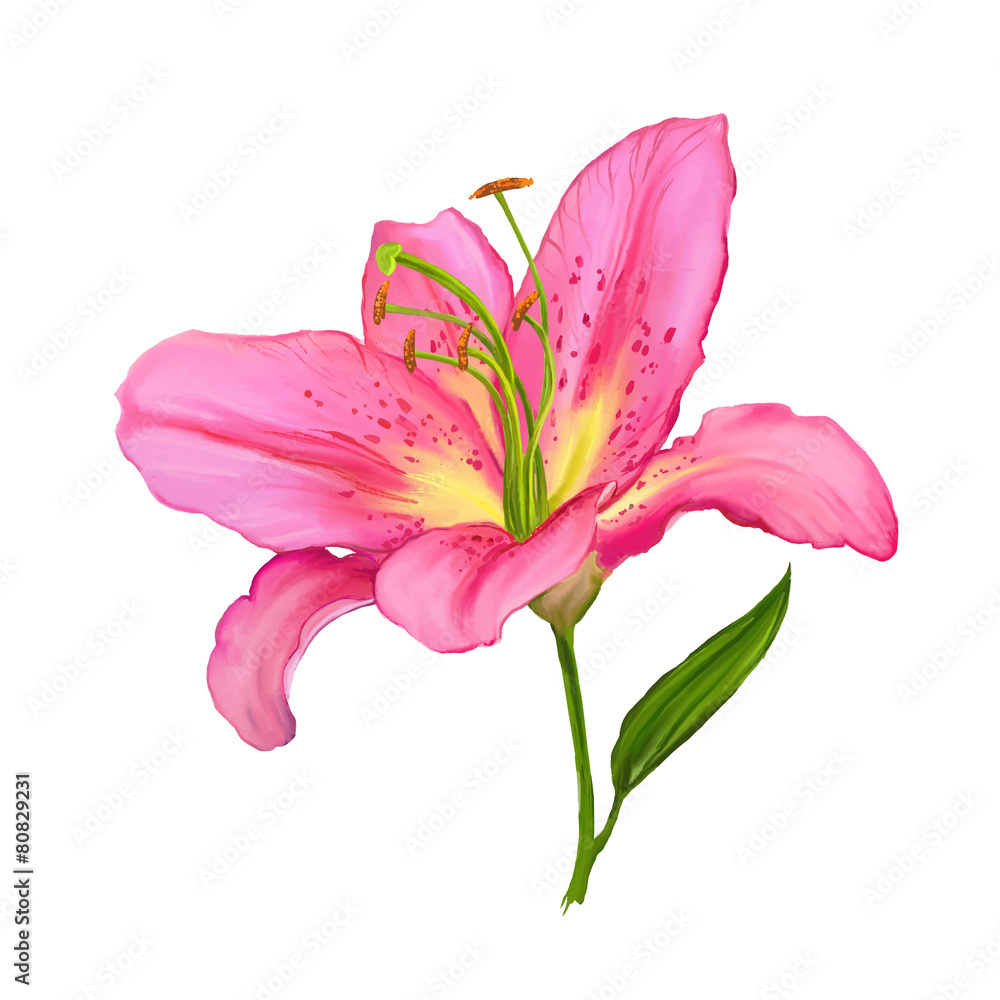 lily vector illustration hand drawn painted watercolor Stock Vector ...