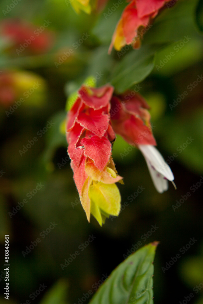 shrimp plant flower Stock Photo | Adobe Stock