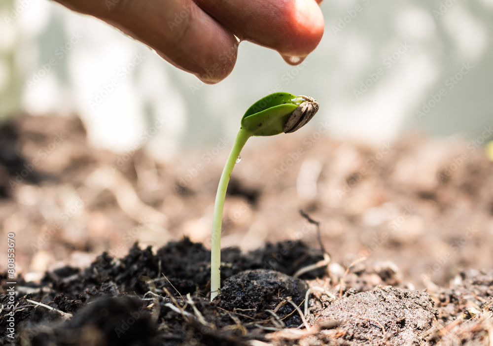 Male hand watering young tree over green background,seed plantin Stock ...