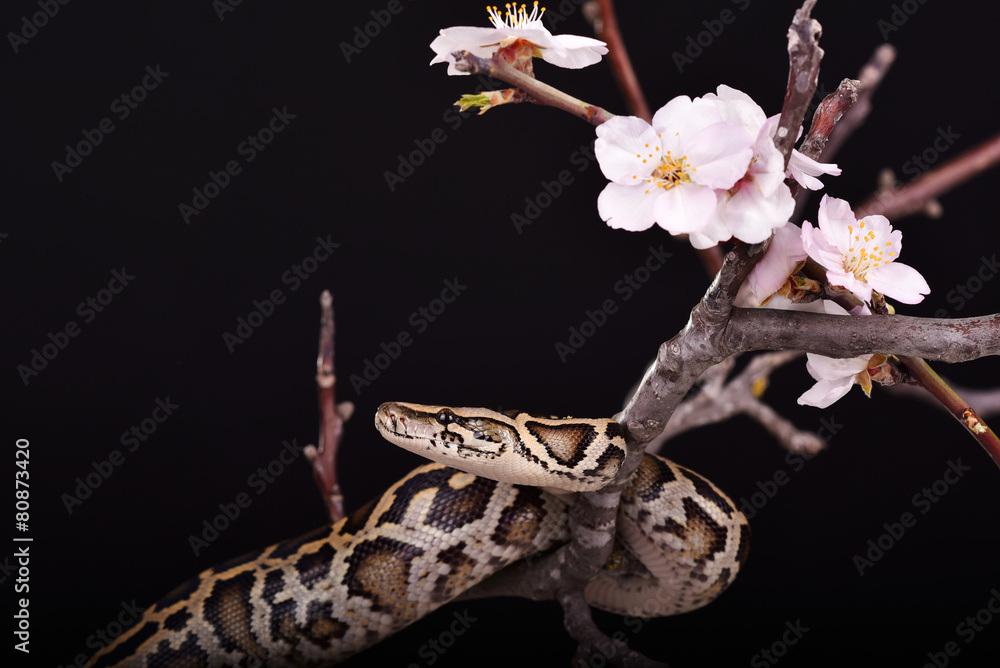 butter ball royal python moorish viper boa snake on a branch Stock ...