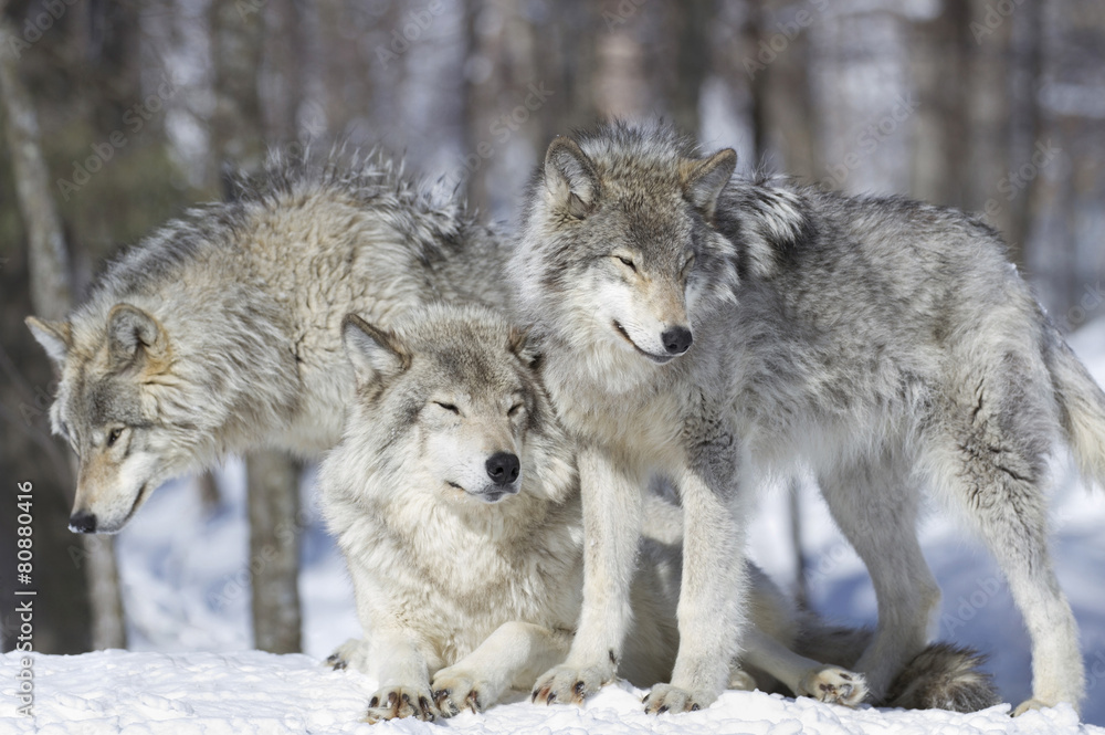 Foto de meute de loup gris do Stock | Adobe Stock