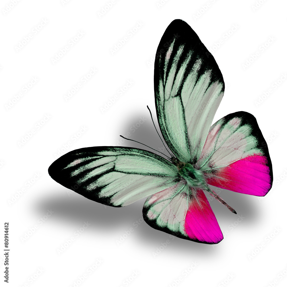 Beautiful Flying Pink Butterfly (Orange Gull in fancy color) wit Stock ...