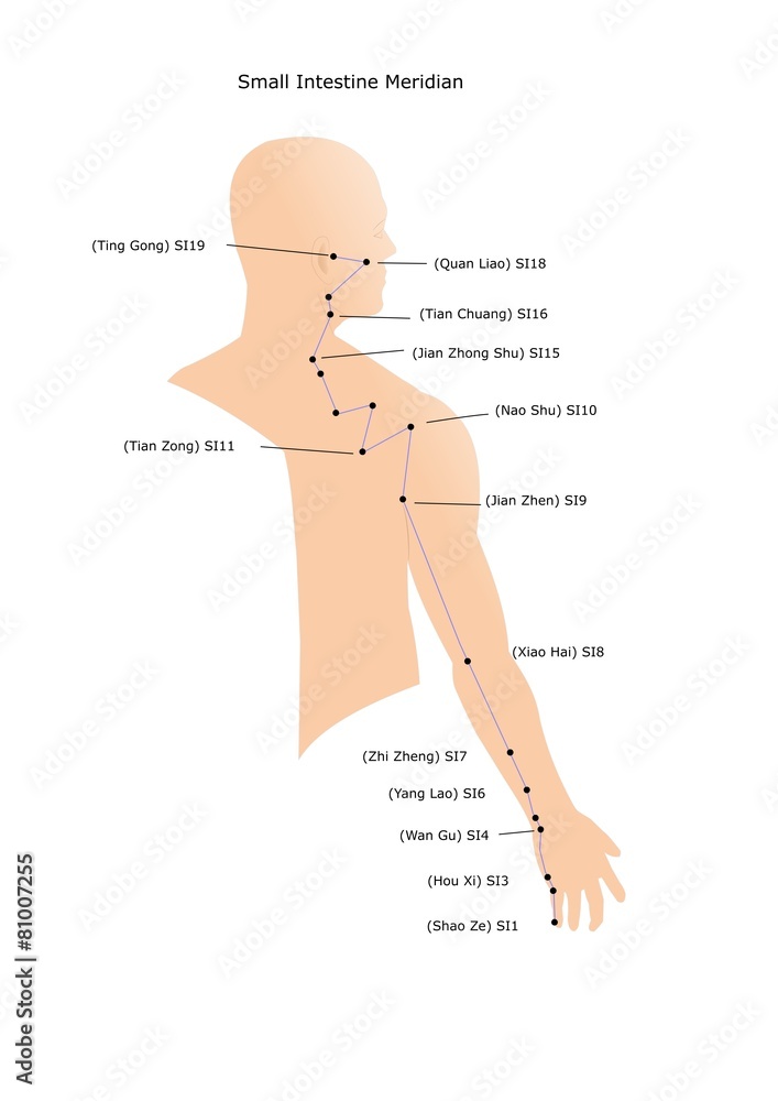 agopuntura: meridiano dell'intestino tenue Stock Vector | Adobe Stock