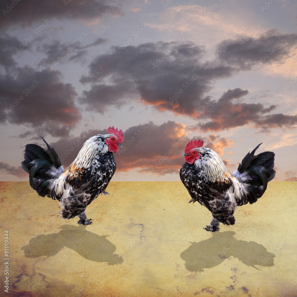 Roosters fighting Stock Photo | Adobe Stock