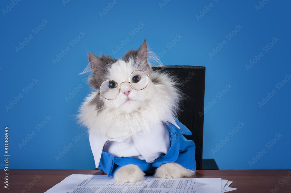cat manager in a suit sitting in the office Stock-Foto | Adobe Stock