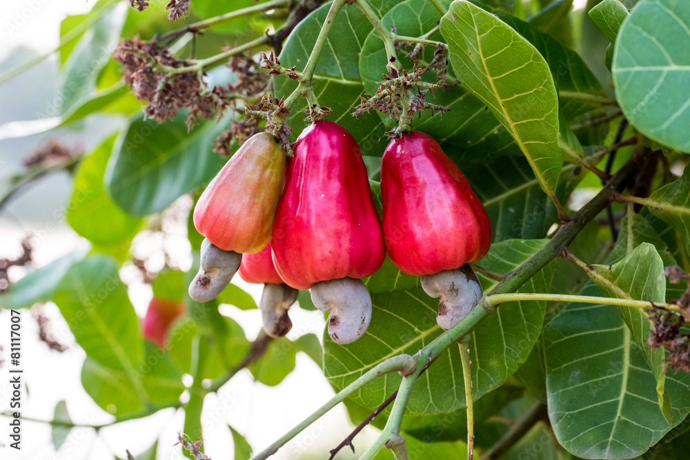 Growing Cashew Nuts