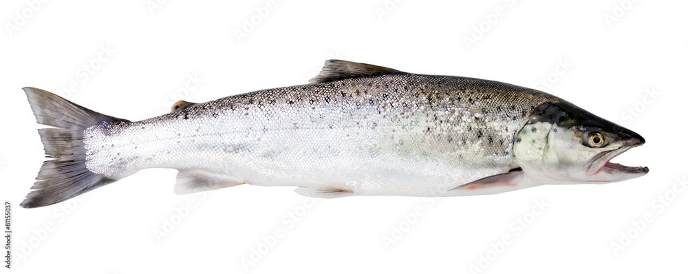 Sea trout fish isolated on white background Stock Photo | Adobe Stock