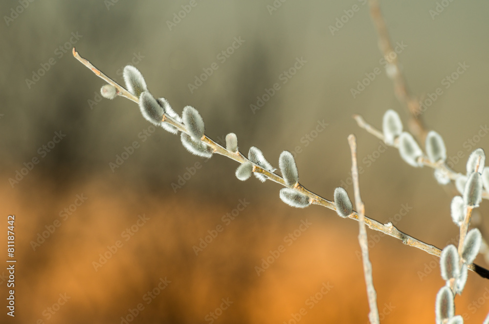 ветка вербы с почками на закате весной Stock-Foto | Adobe Stock
