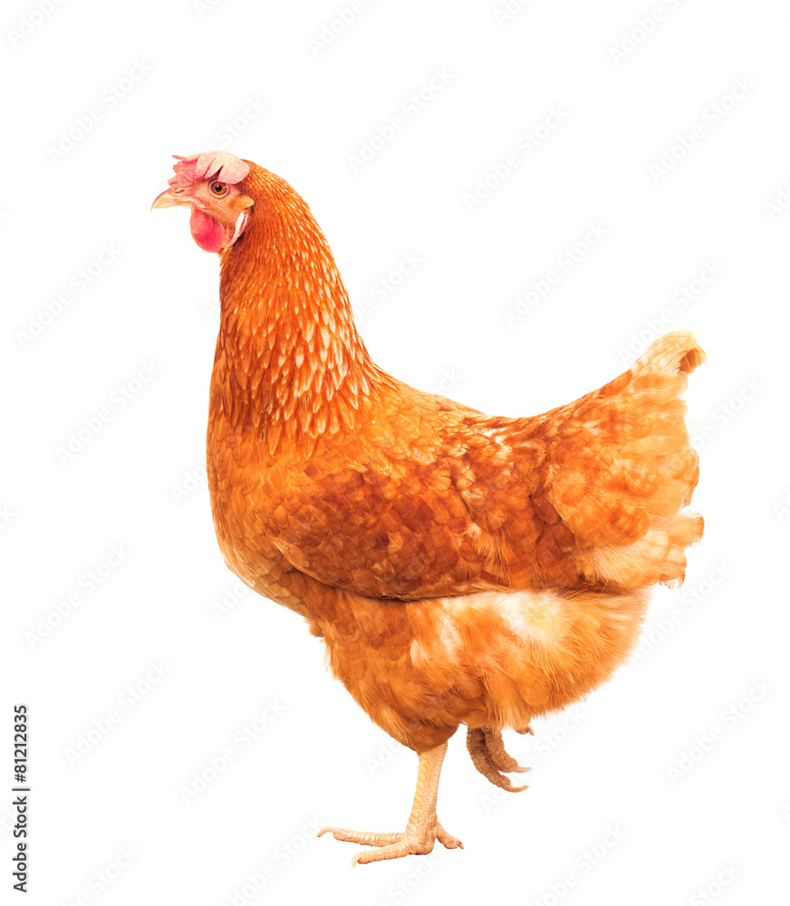 full body of brown chicken hen standing isolated white backgroun Stock ...