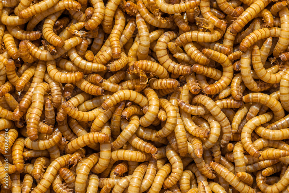Larvae Background Stock Photo | Adobe Stock