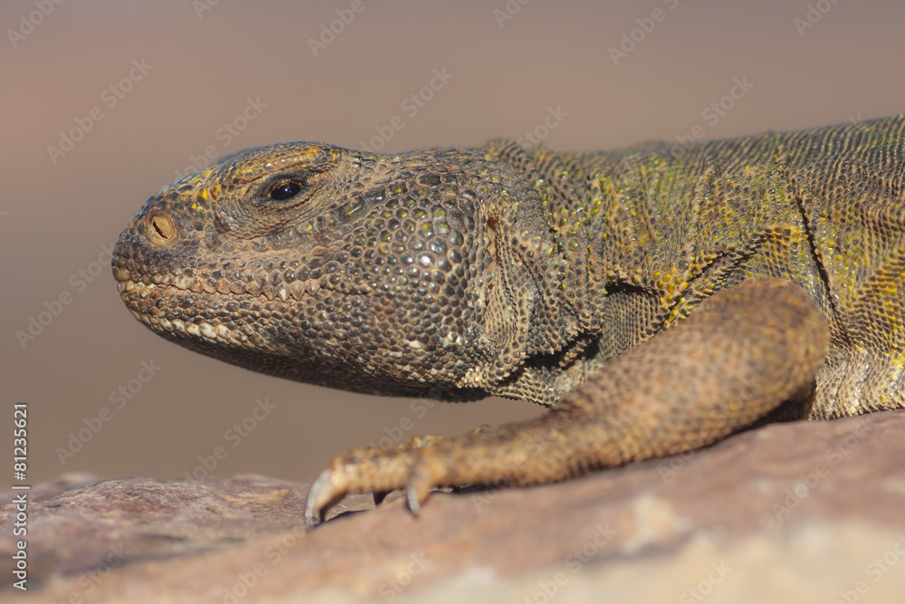 Moroccan spiny-tailed lizard (Uromastyx acanthinura) Stock Photo ...
