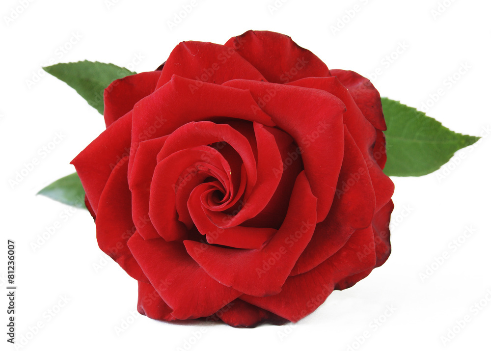 Red rose with leaves isolated on white Stock Photo | Adobe Stock