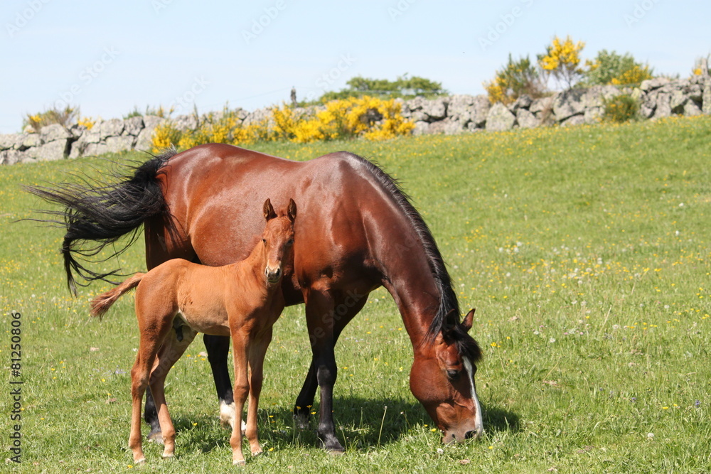 Poster Jument et son poulain Quarter Horse en liberté – Wall Art | UkPosters