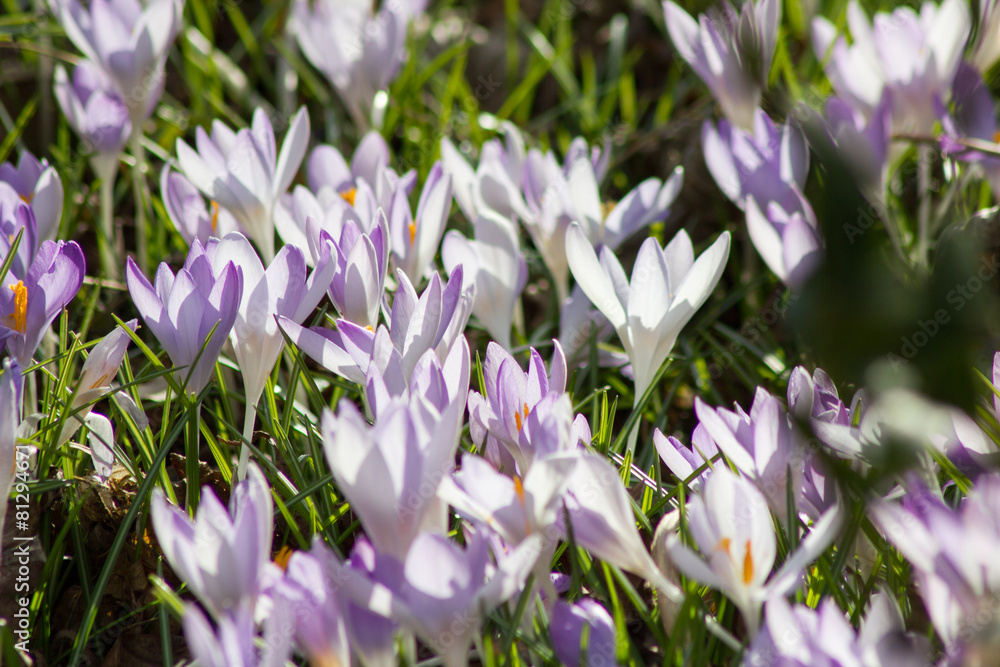 Krokusse im Frühling Stock-Foto | Adobe Stock
