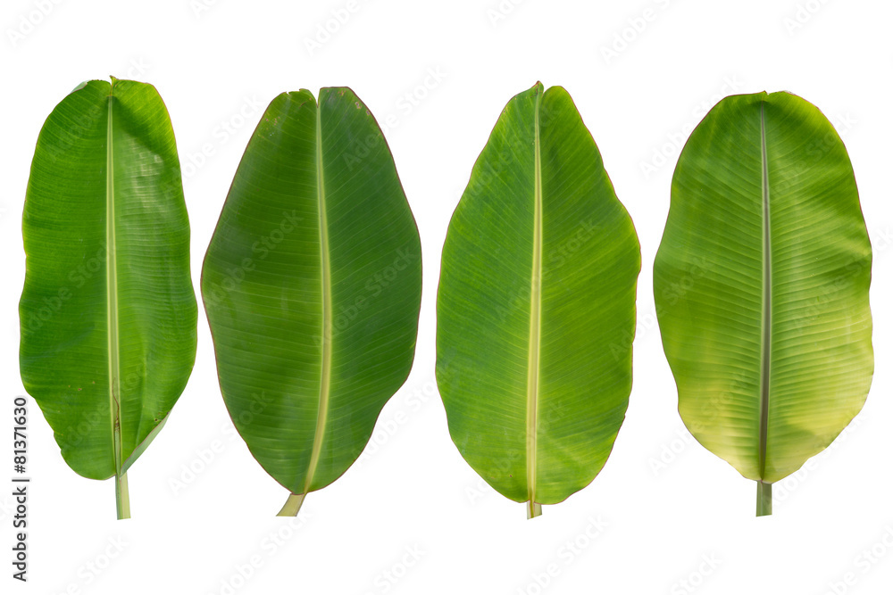 Banana leaves Stock Photo | Adobe Stock