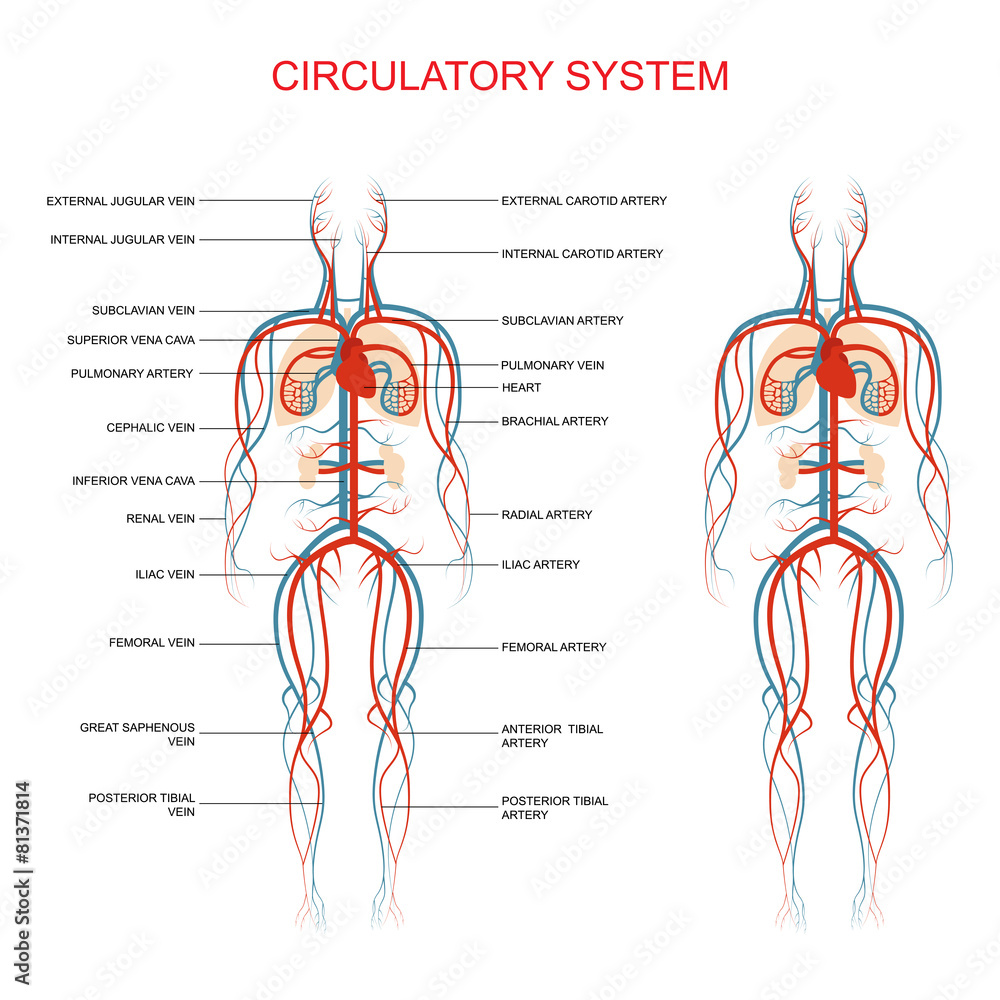 heart anatomy, circulatory system, human blood artery, Stock Vector ...