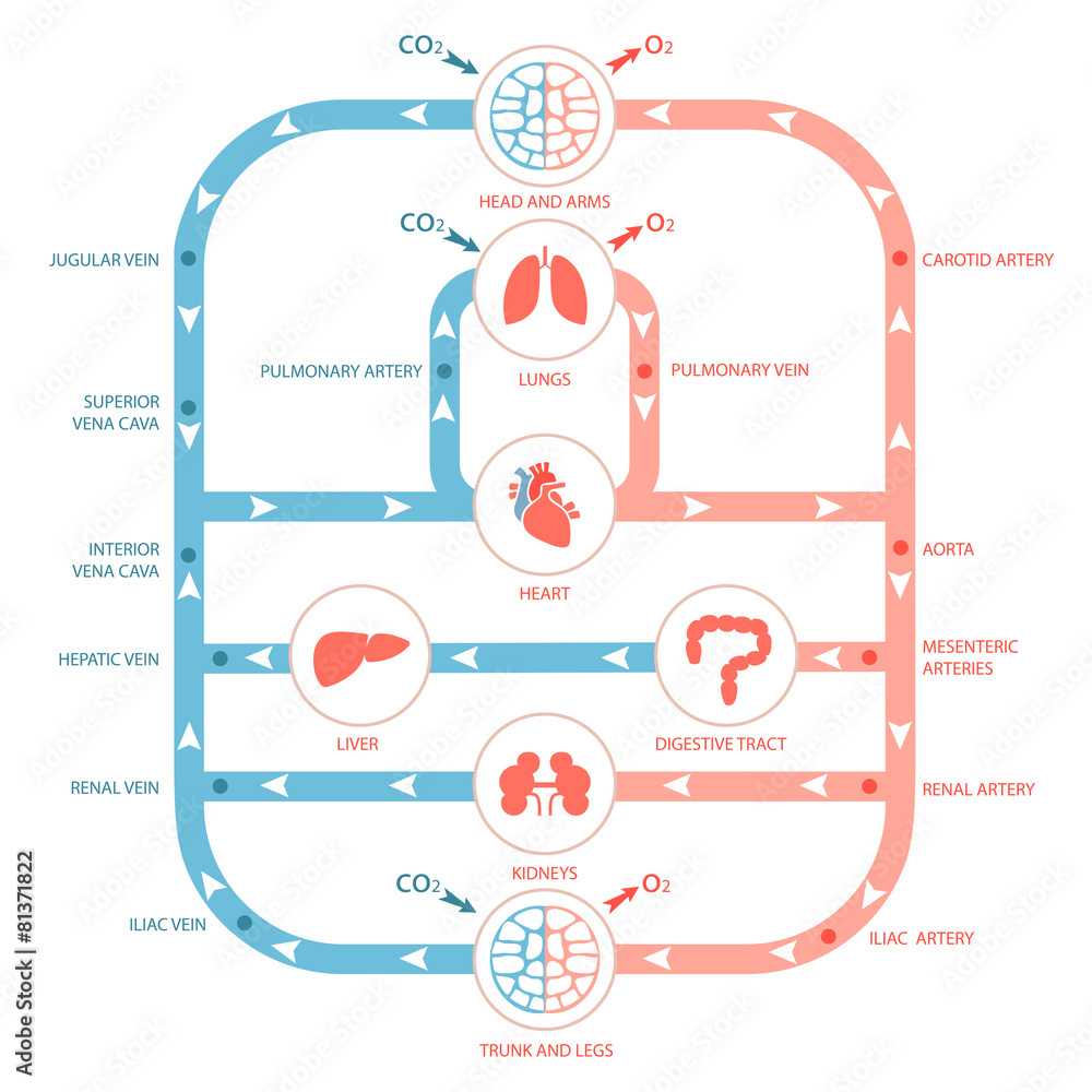 heart anatomy, circulatory system, human blood artery, Stock Vector ...