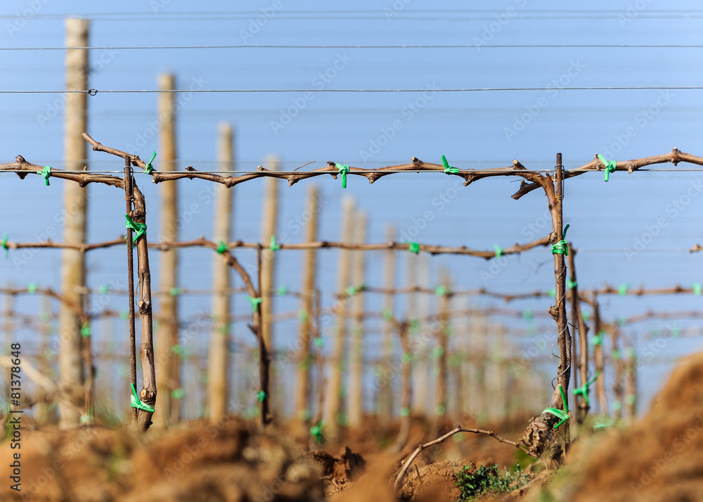 Reberziehung in der Weinplantage Stock-Foto | Adobe Stock