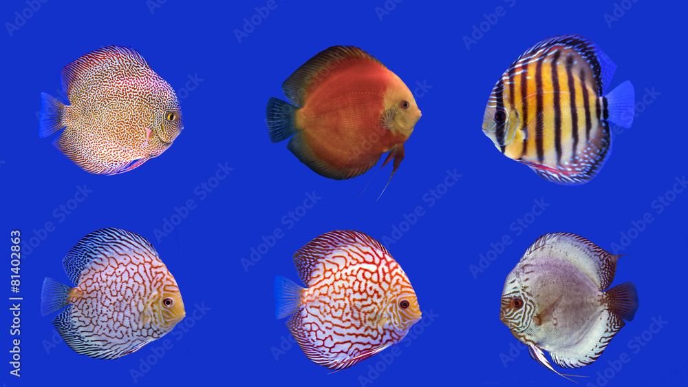 Combined Discus Fish, six kinds of discus fish on blue backgroun Stock ...