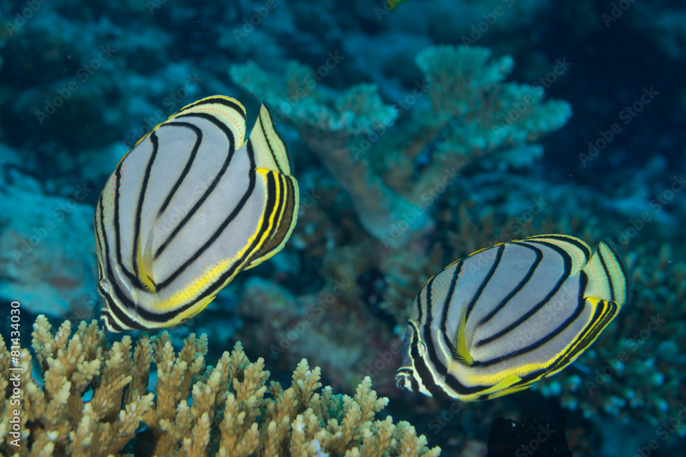 angel fish couple Stock Photo | Adobe Stock
