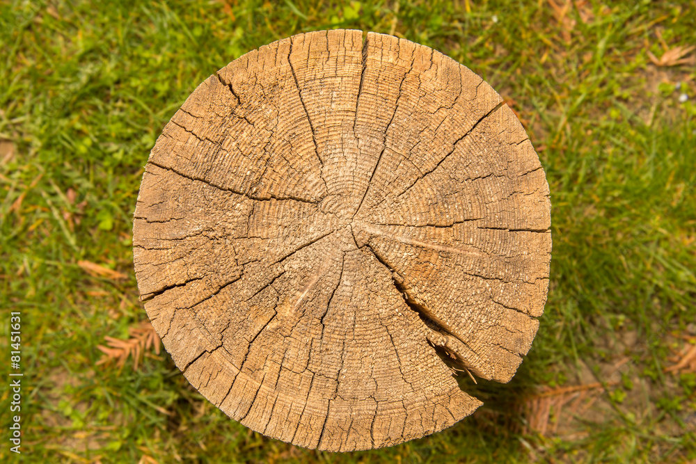 Baumstamm Holz Stock-Foto | Adobe Stock