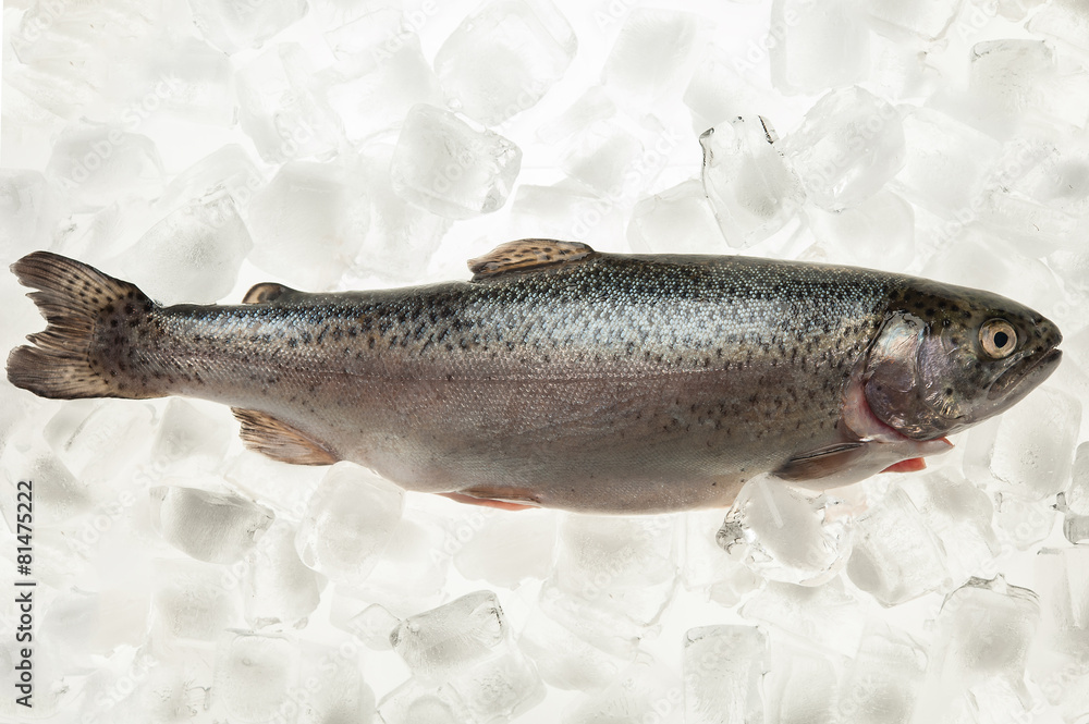 Forelle auf Eis Stock-Foto | Adobe Stock