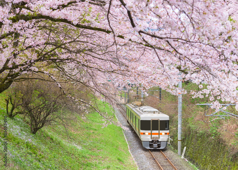 Japan train with Sakura or cherry blossom Stock Photo | Adobe Stock