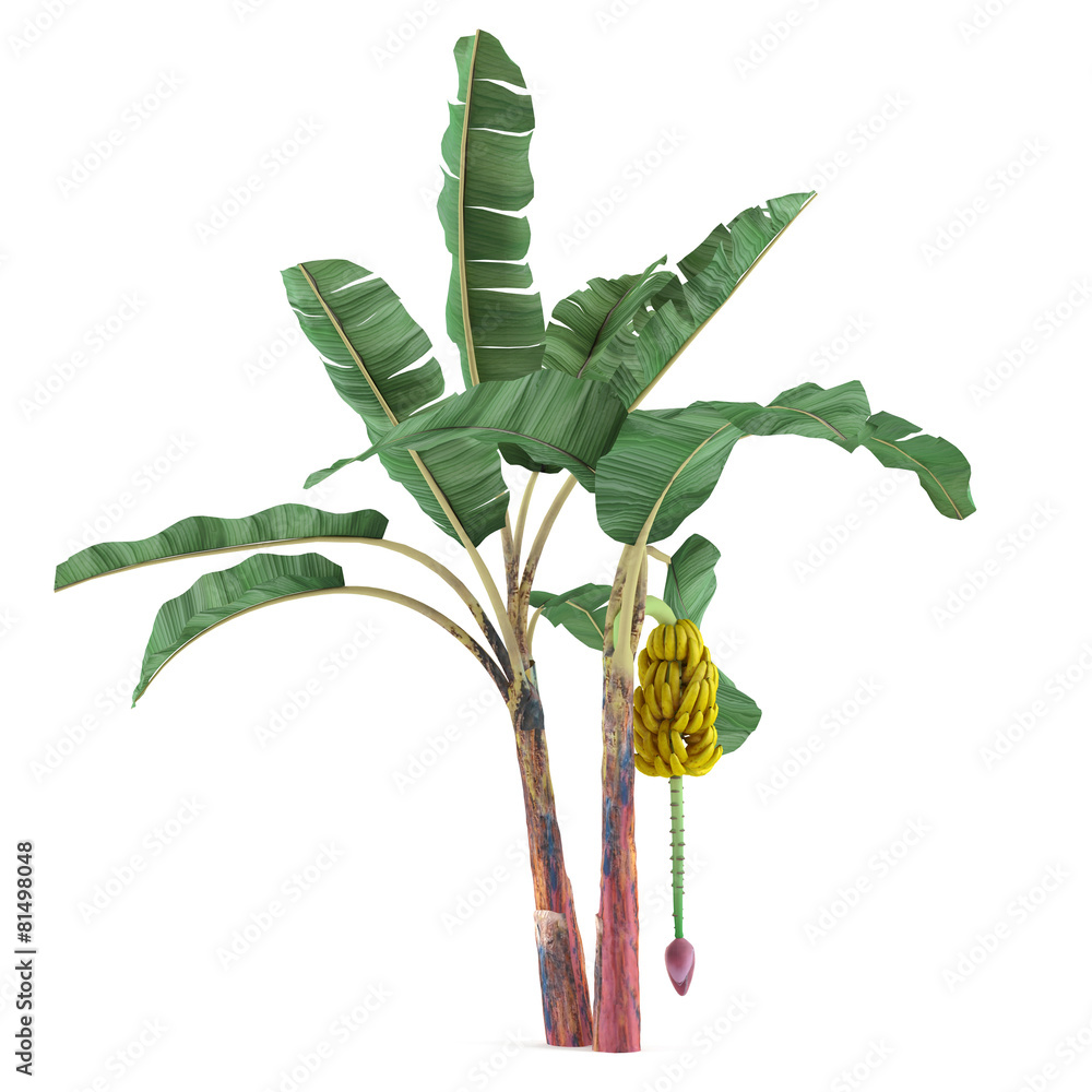 Palm plant tree isolated. Musa acuminata banana Stock Illustration ...